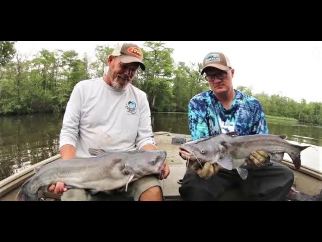 Bush hooking for huge river catfish