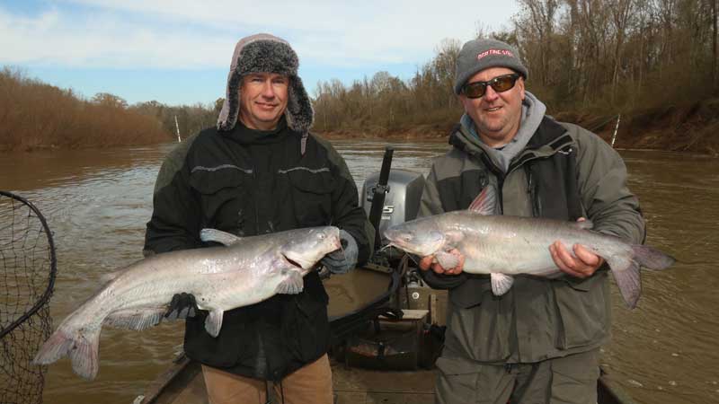 Mississippi White Catfish
